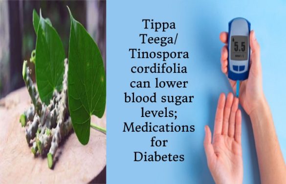 Tippa Teega - Health Benefits, Use and Efficiency of Tippa Teega